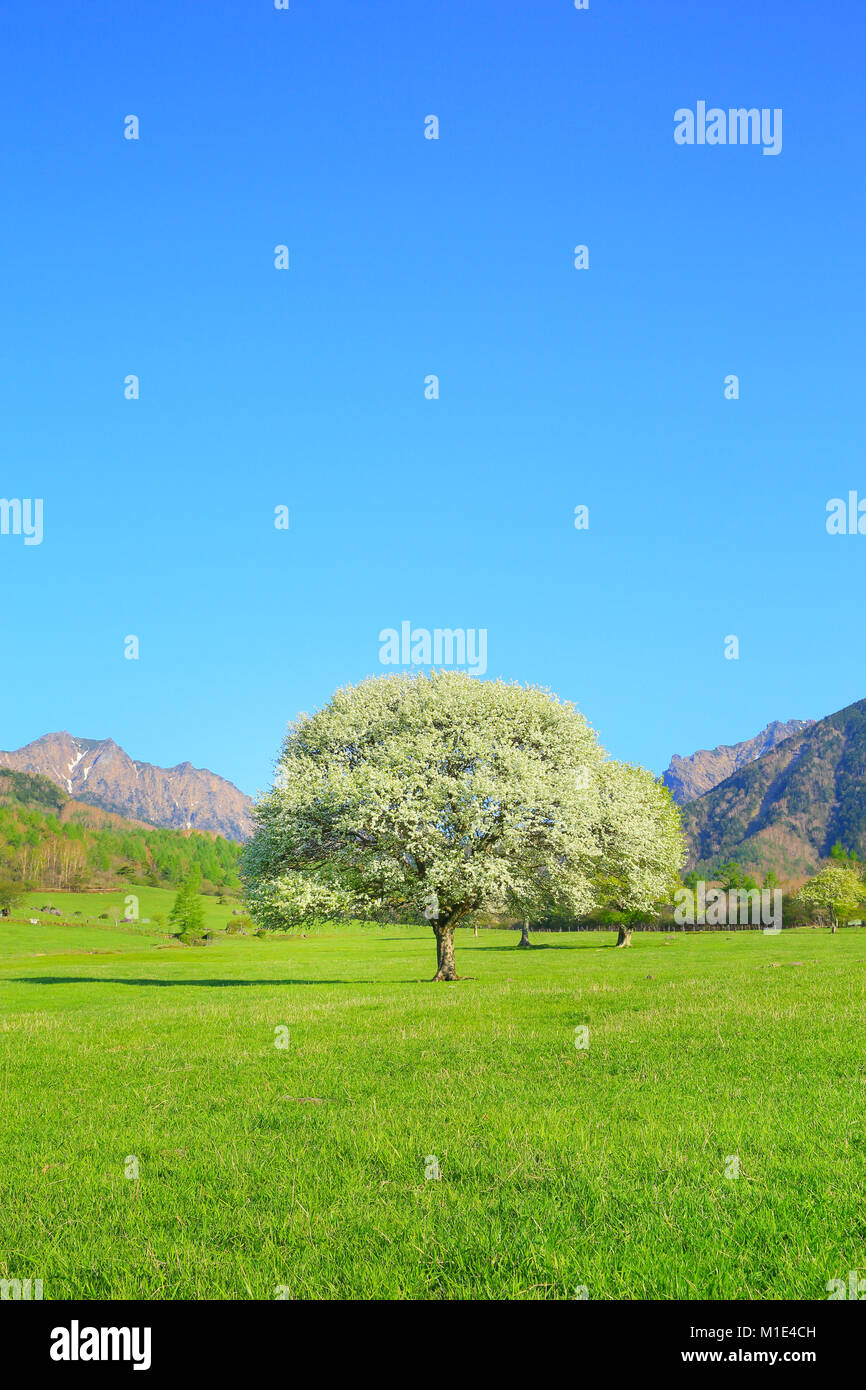 Yatsugatake Ranch, Yamanashi Prefecture, Japan Stock Photo - Alamy
