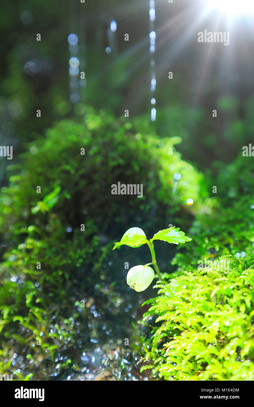 Plant sprouting rock hi-res stock photography and images - Alamy