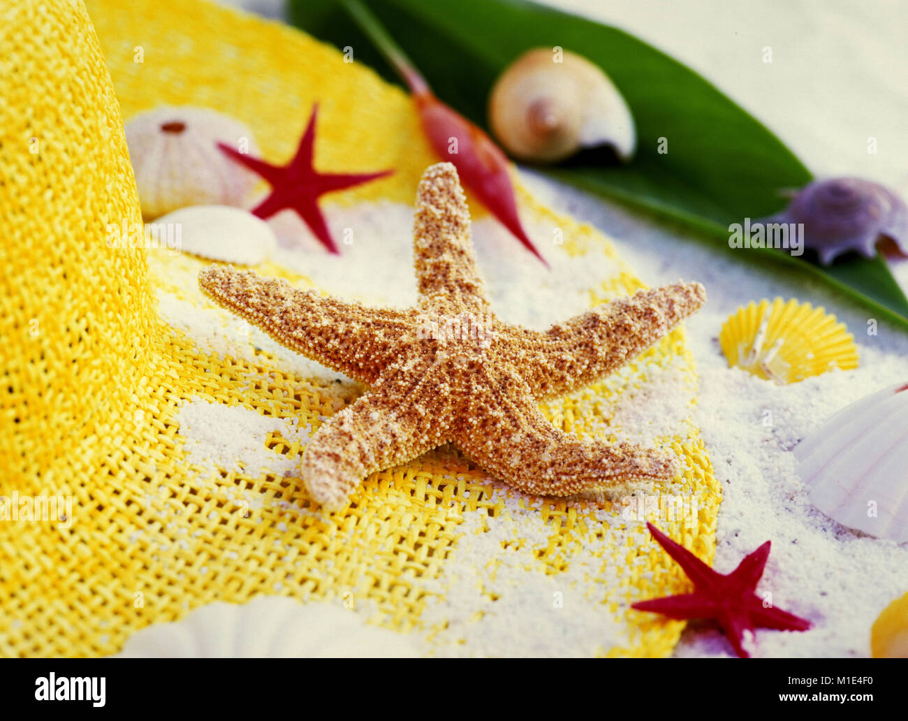Brown starfish hi-res stock photography and images - Alamy