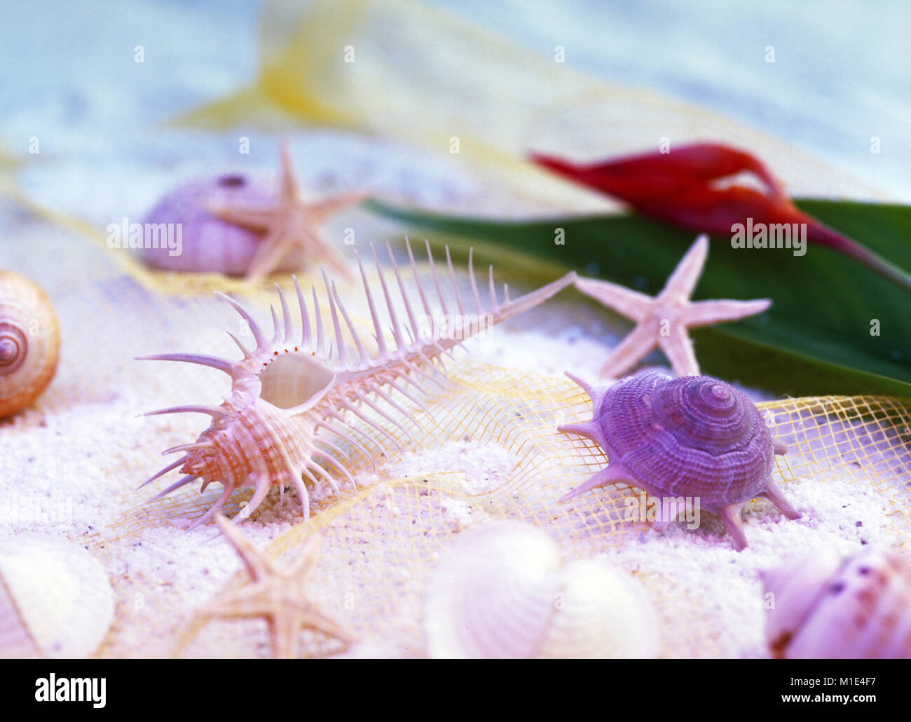 Purple sea shells hi-res stock photography and images - Alamy