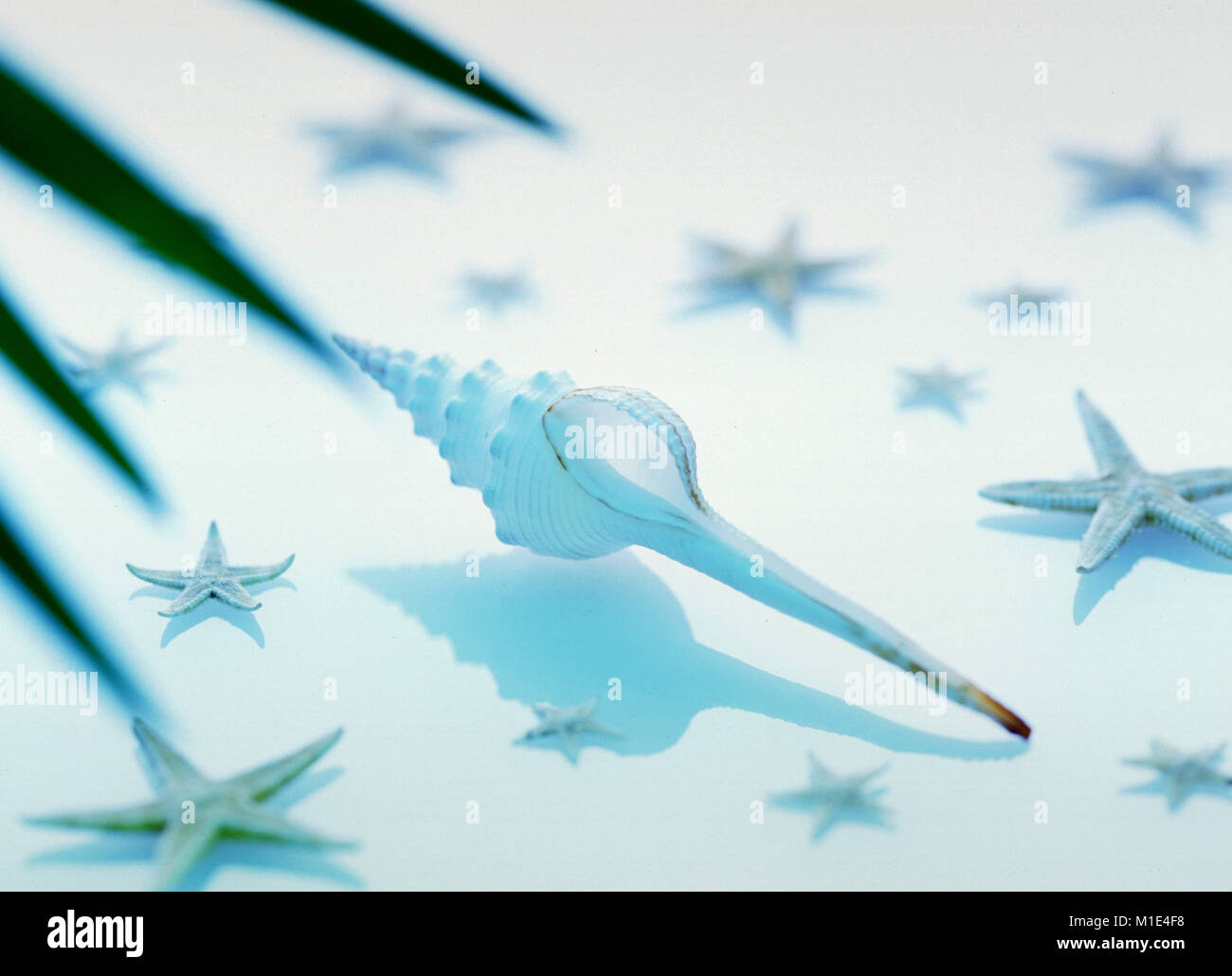 Spindle shell hi-res stock photography and images - Alamy