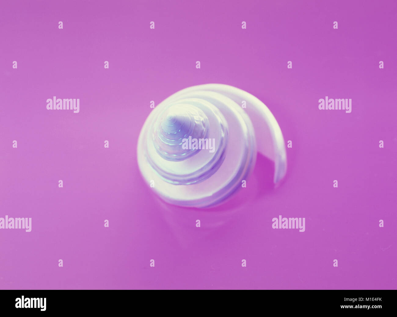 Tectus snail hi-res stock photography and images - Alamy