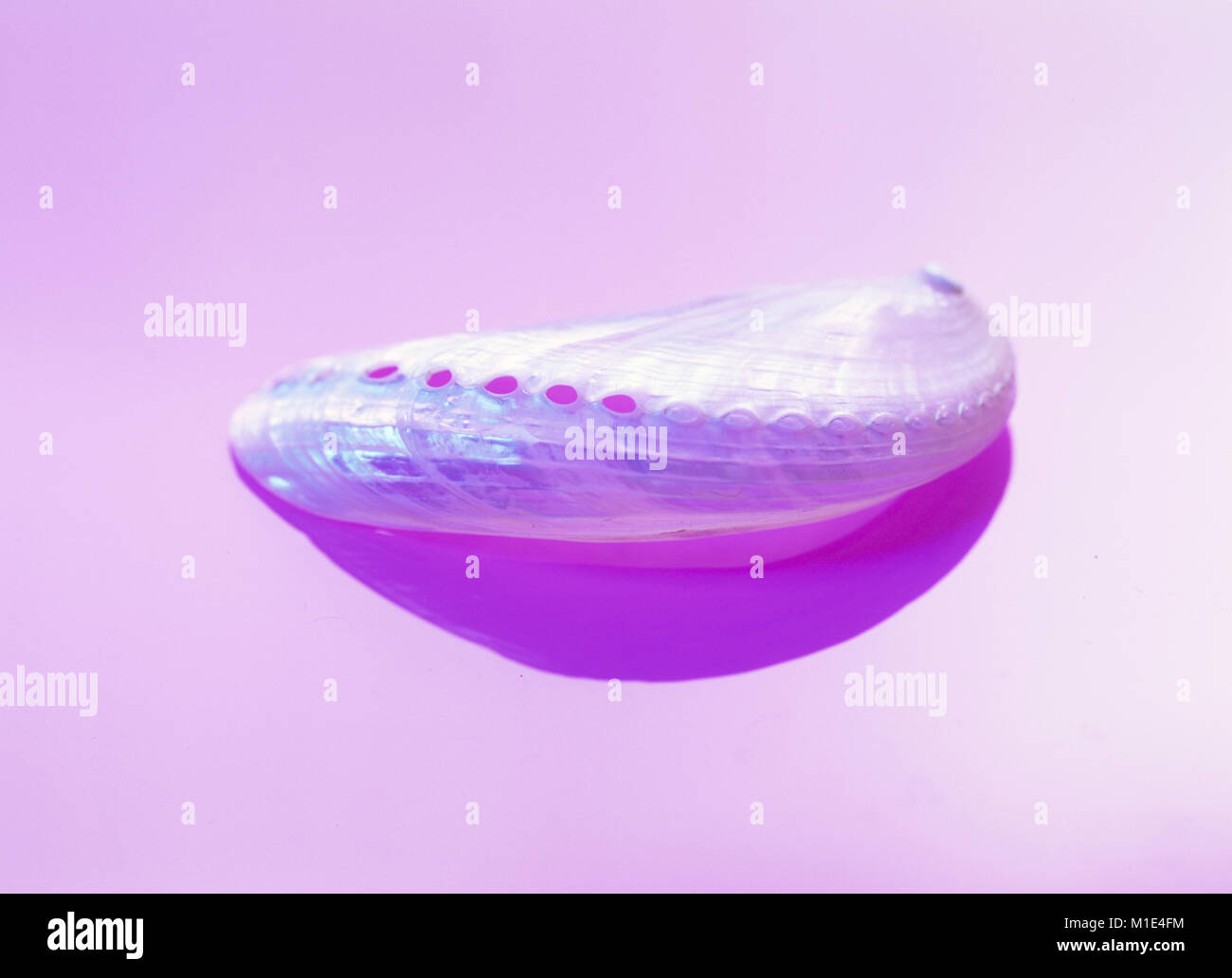 Haliotis hi-res stock photography and images - Alamy