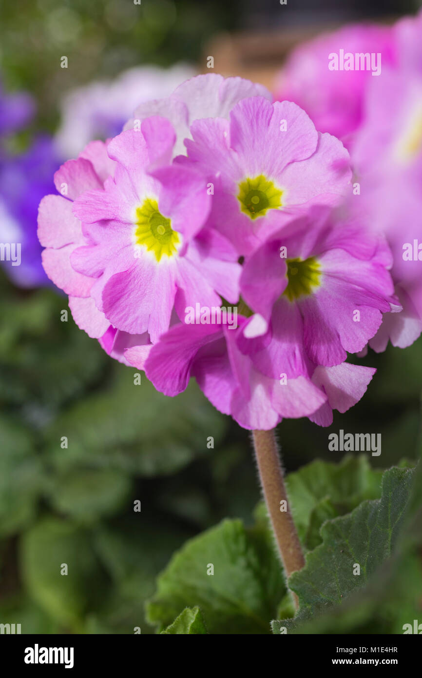 Primula obconica 'Touch Me Pink' Stock Photo - Alamy