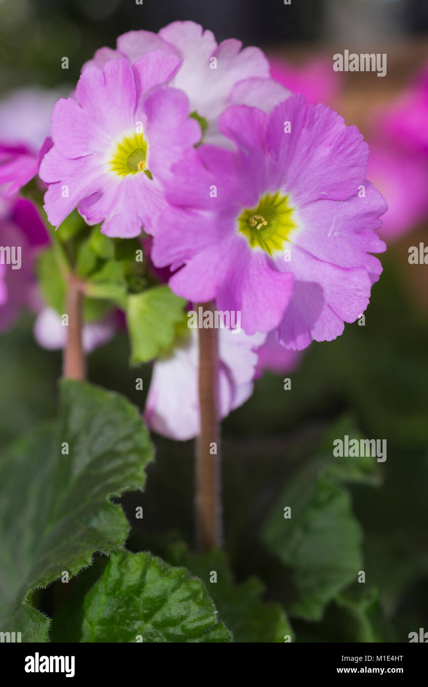 Primula obconica 'Touch Me Pink' Stock Photo - Alamy