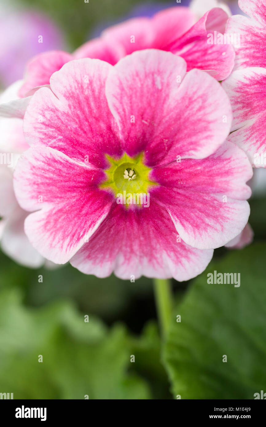 Primula obconica 'Touch Me Red-White' Stock Photo - Alamy