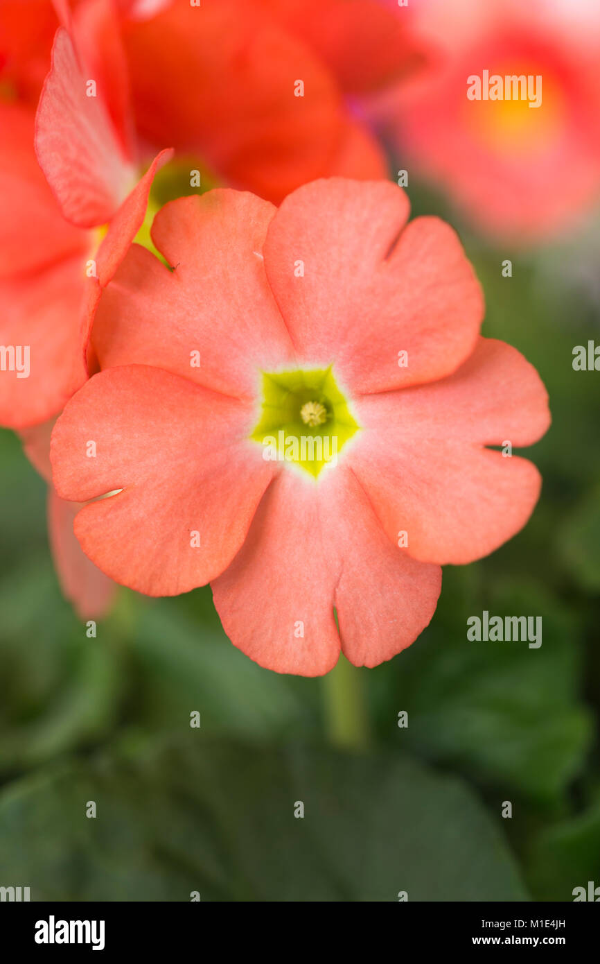 Primula obconica 'Touch Me Dark Orange' Stock Photo - Alamy
