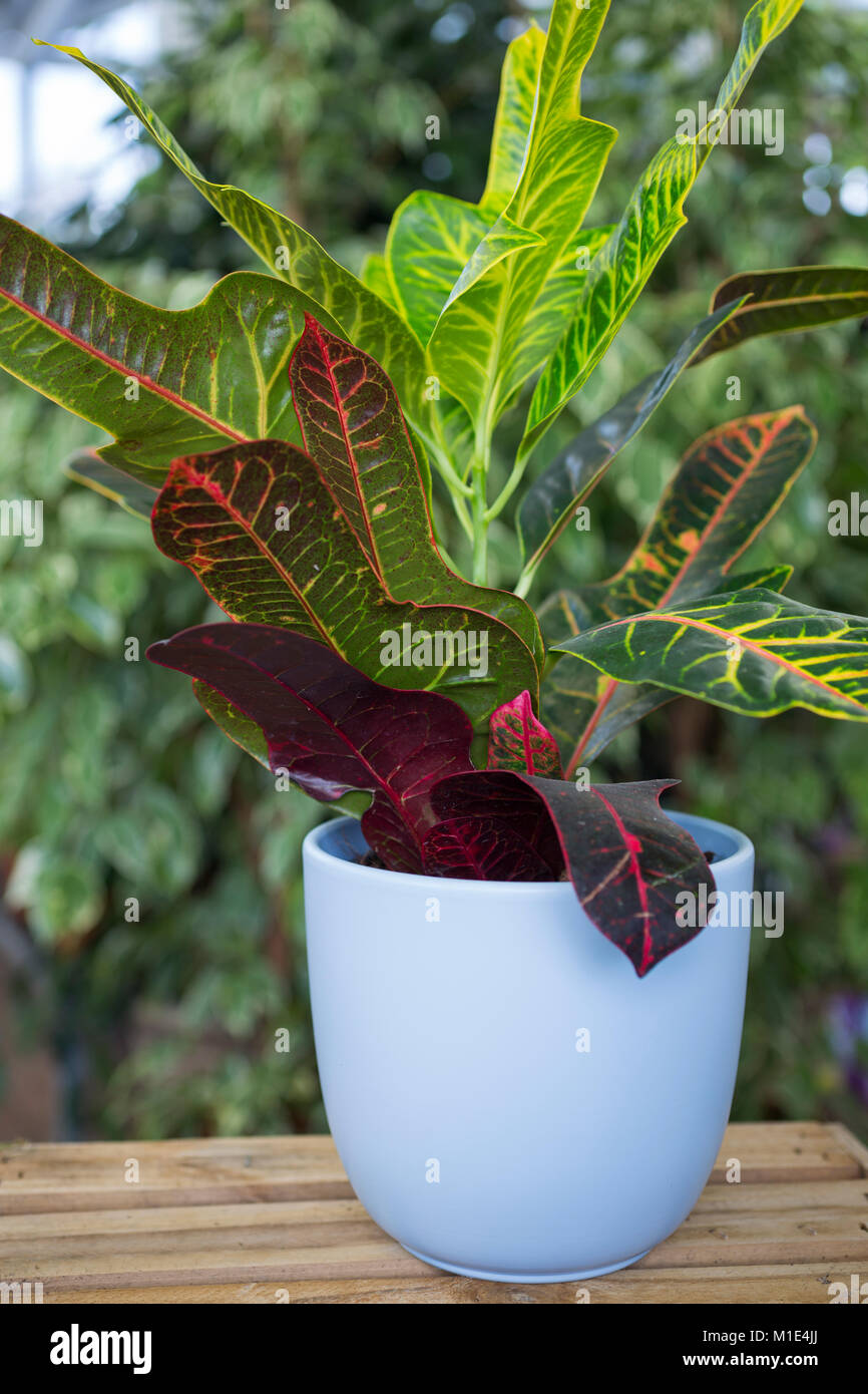 Codiaeum variegatum excellent hi-res stock photography and images - Alamy