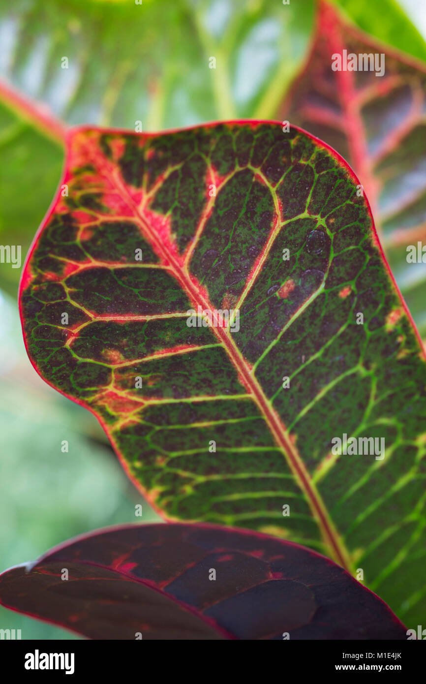 Codiaeum variegatum pictum hi-res stock photography and images - Alamy