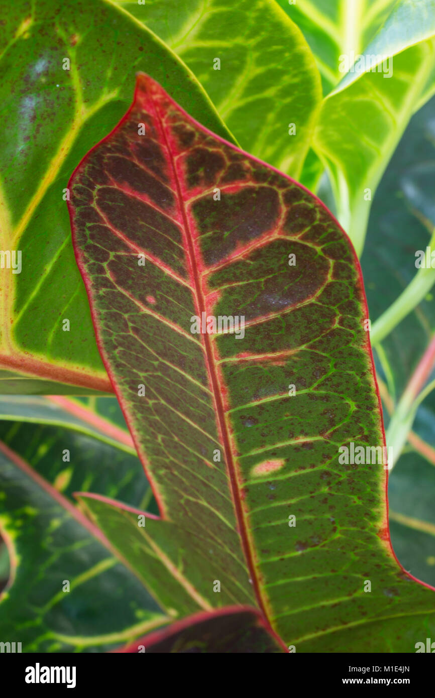 Codiaeum variegatum pictum hi-res stock photography and images - Alamy