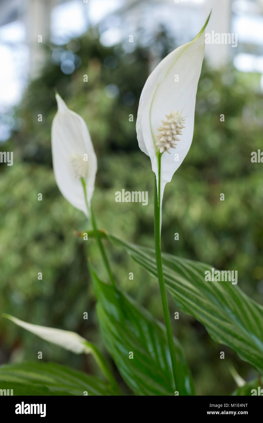 Peacy lily hi-res stock photography and images - Alamy
