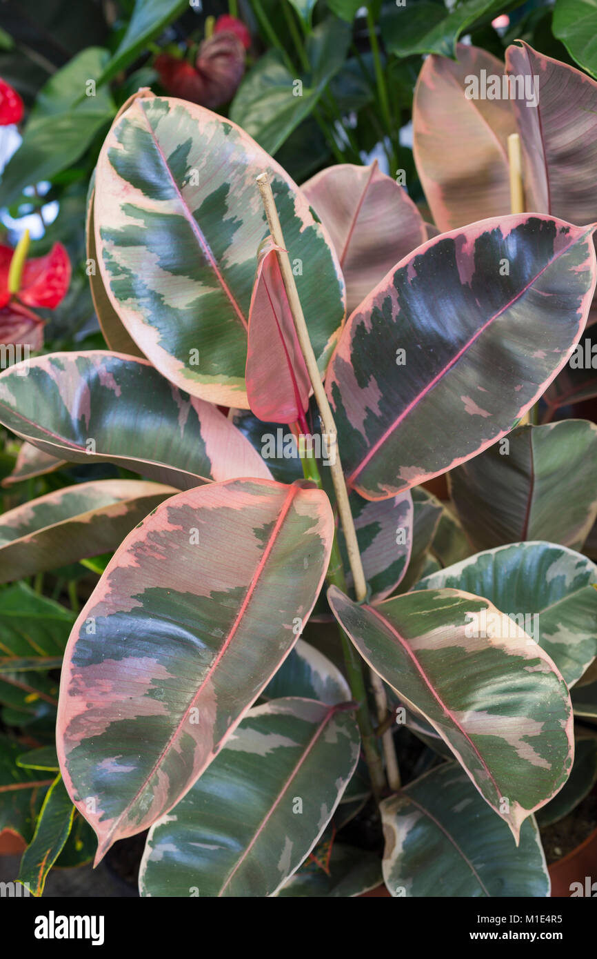 Ficus elastica hi-res stock photography and images - Alamy