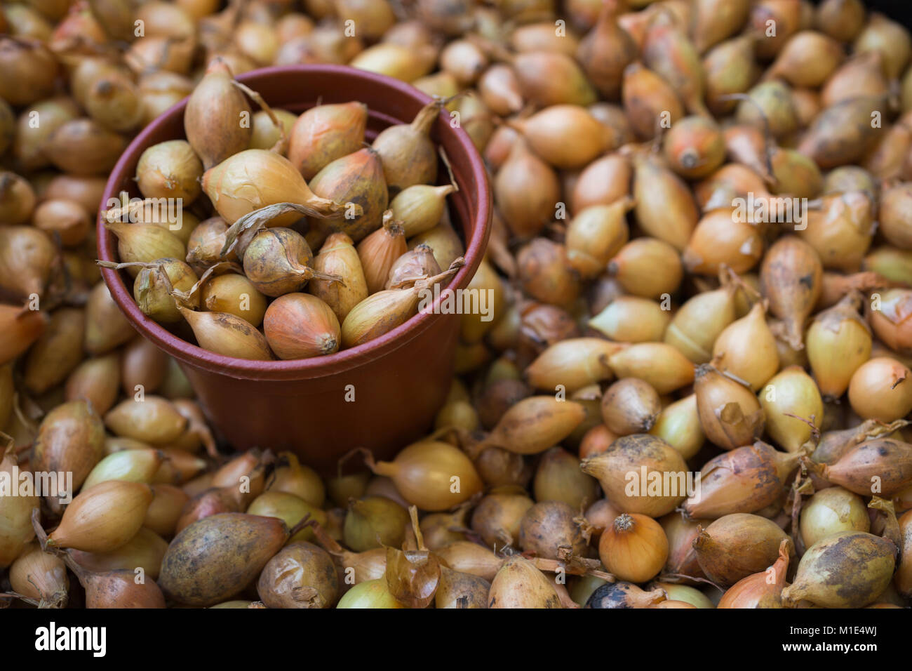 Onion 'Sturon' sets Stock Photo - Alamy