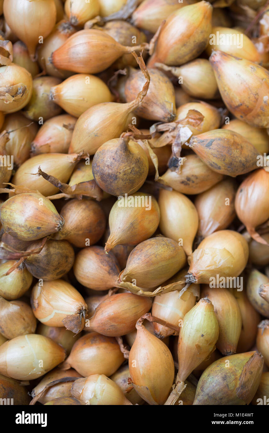 Onion 'Sturon' sets Stock Photo - Alamy