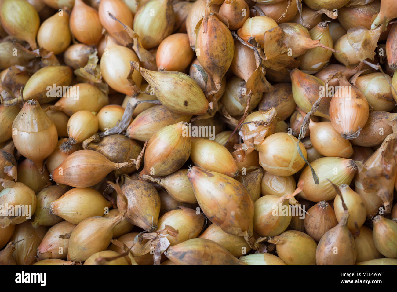 Onion sturon hi-res stock photography and images - Alamy