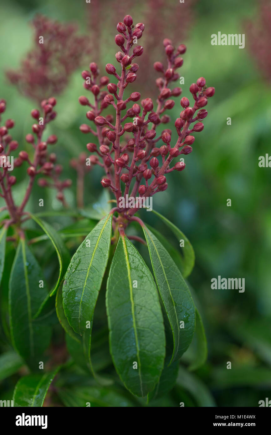Pieris japonica 'Bonfire' Stock Photo - Alamy