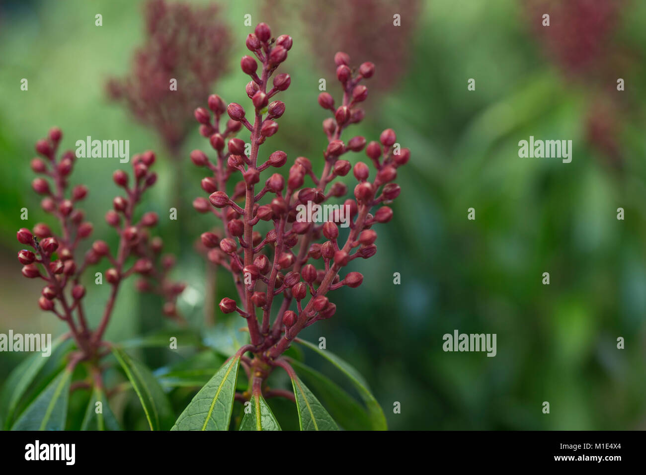 Pieris japonica 'Bonfire' Stock Photo - Alamy