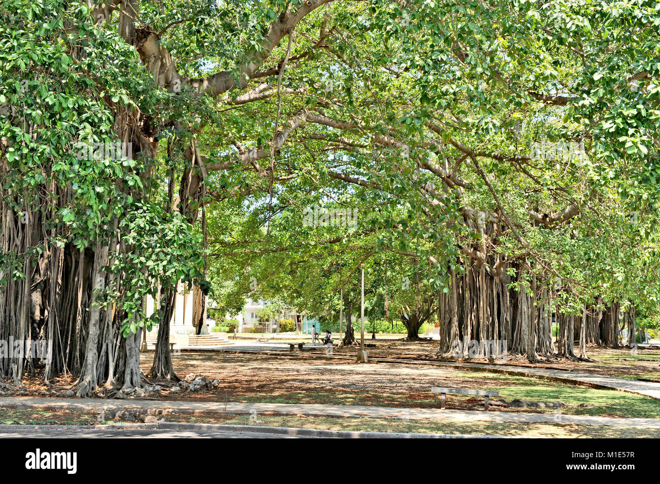 HAVANA, CUBA, MAY 11, 2009. Old mangrove trees in a park in Havana ...