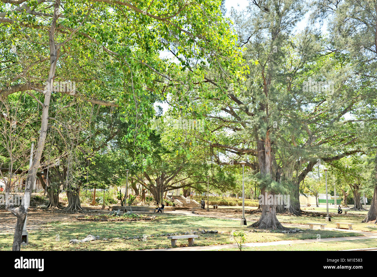 HAVANA, CUBA, MAY 11, 2009. Old mangrove trees in a park in Havana ...