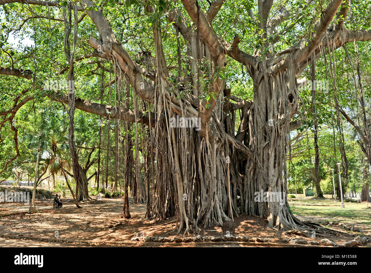 HAVANA, CUBA, MAY 11, 2009. Old mangrove trees in a park in Havana ...