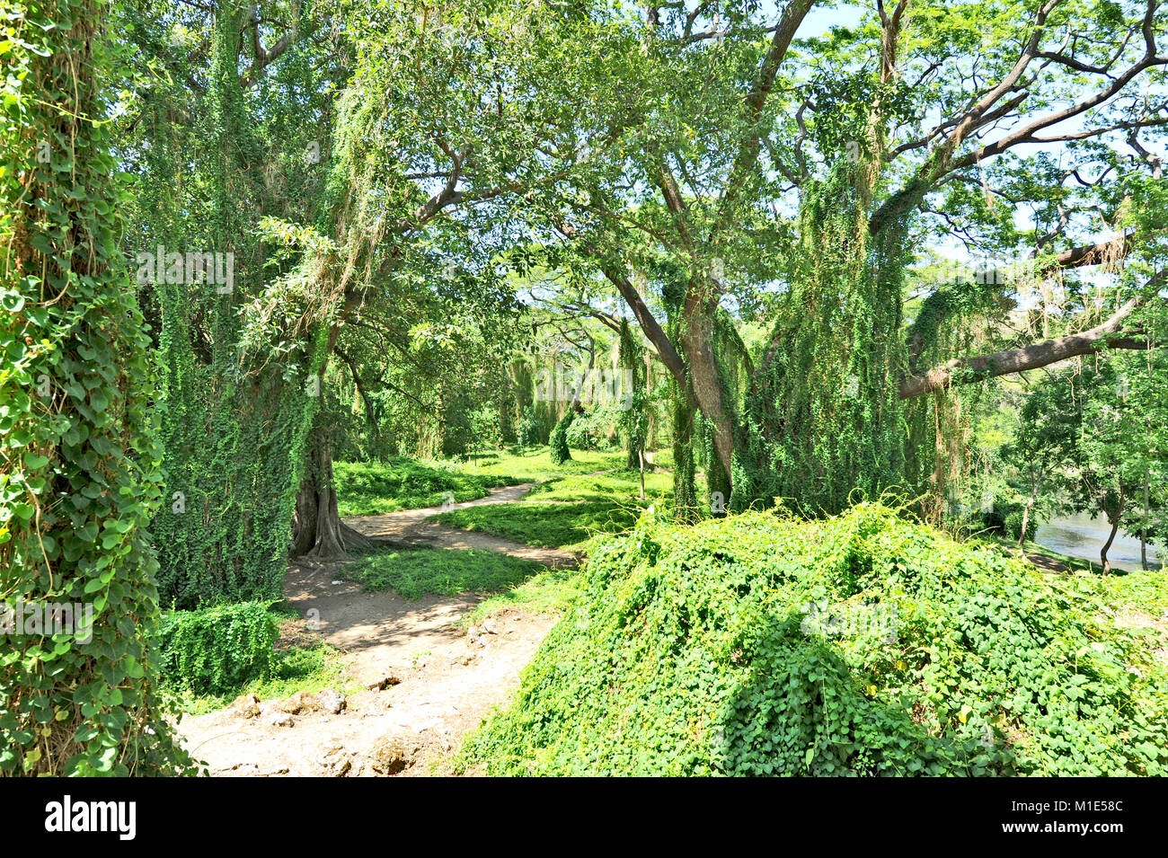 Havana forest hi-res stock photography and images - Alamy