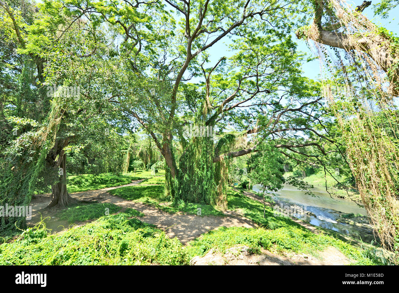 Havana forest hi-res stock photography and images - Alamy