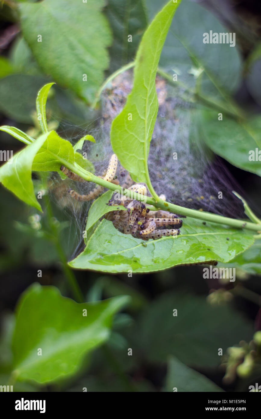 Larvae of the Small Erimine Moth - Yponomeuta padella in a rural hedge ...