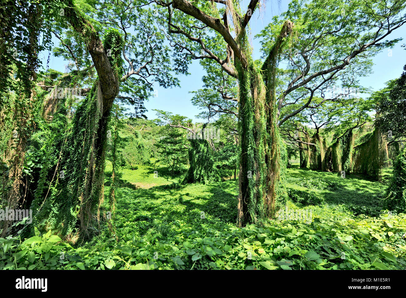 Havana forest hi-res stock photography and images - Alamy
