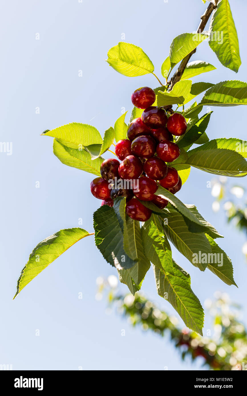 Cherries growing on a tree in an orchard in the bright sunlight Stock ...