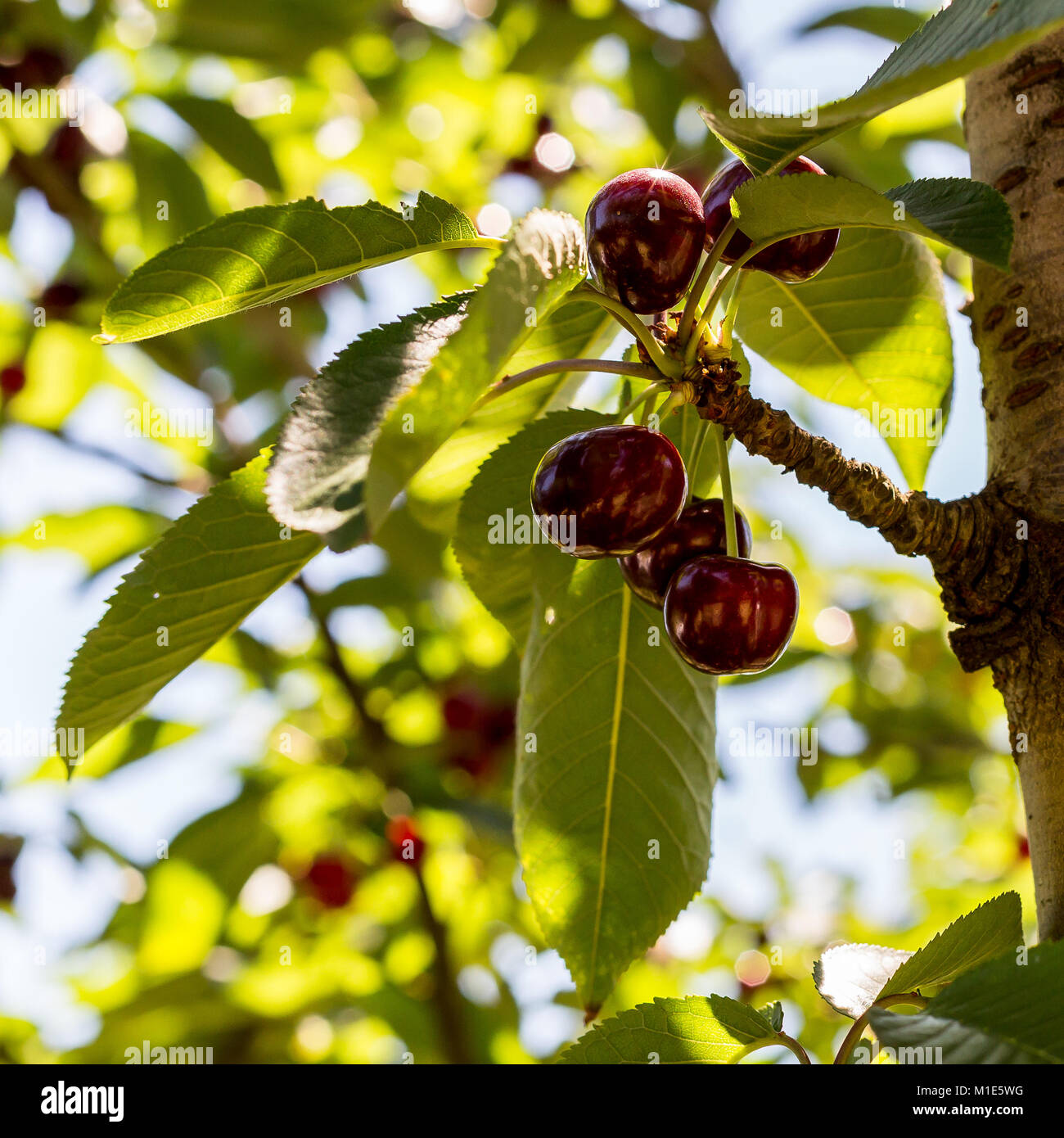 Branches of cherries hi-res stock photography and images - Alamy