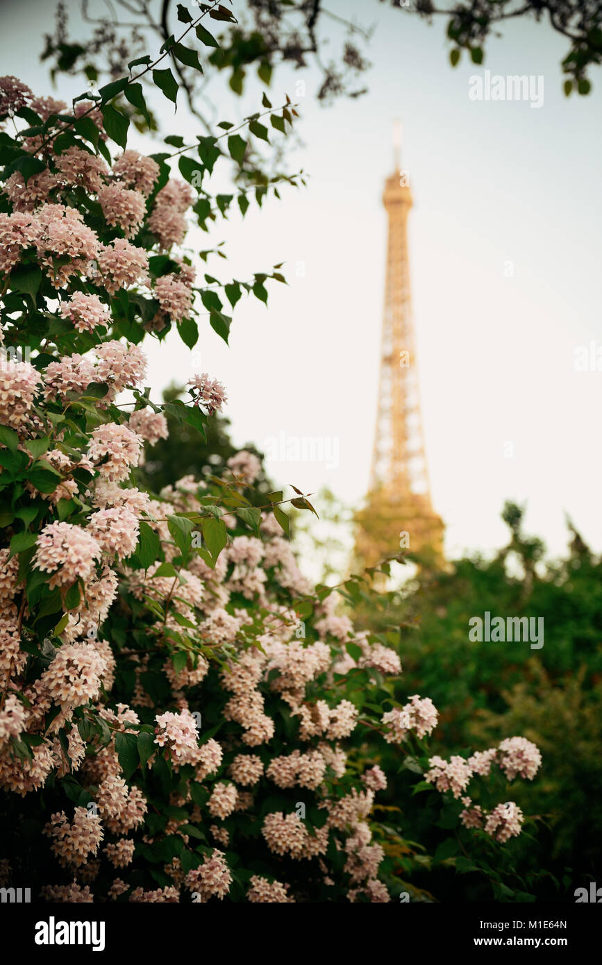 Eiffel Tower and flower in garden in Paris Stock Photo - Alamy