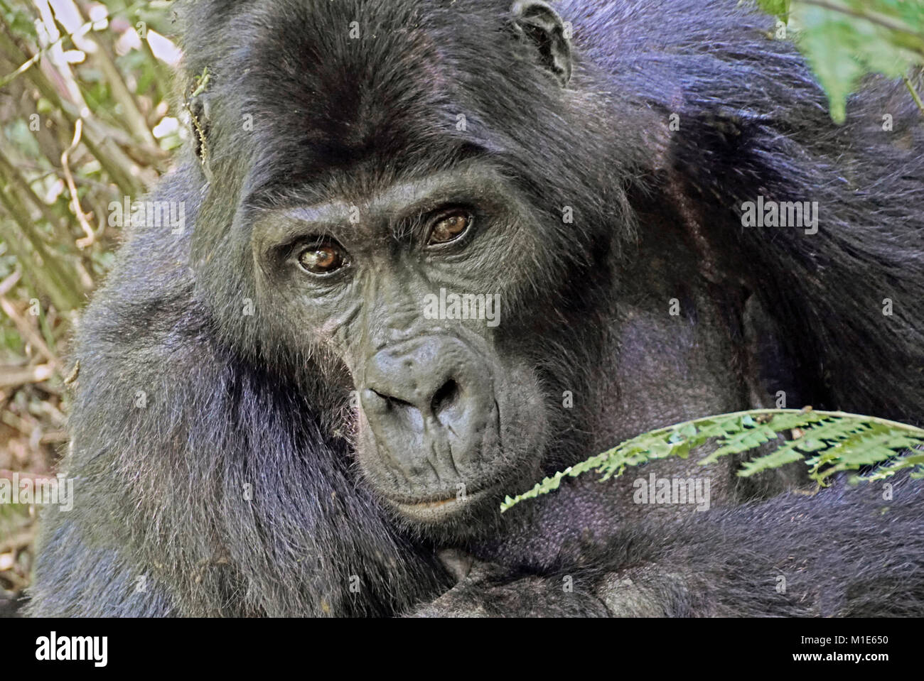 Silverback gorillas hi-res stock photography and images - Alamy