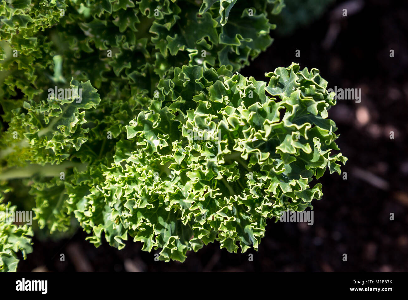 Curly leaves of kale plant in vegetable garden Stock Photo - Alamy