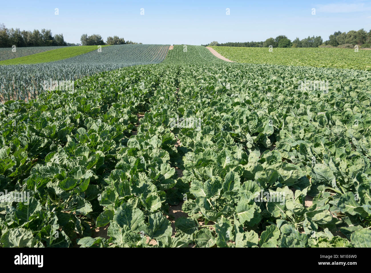 A field of brussels sprouts hi-res stock photography and images - Alamy