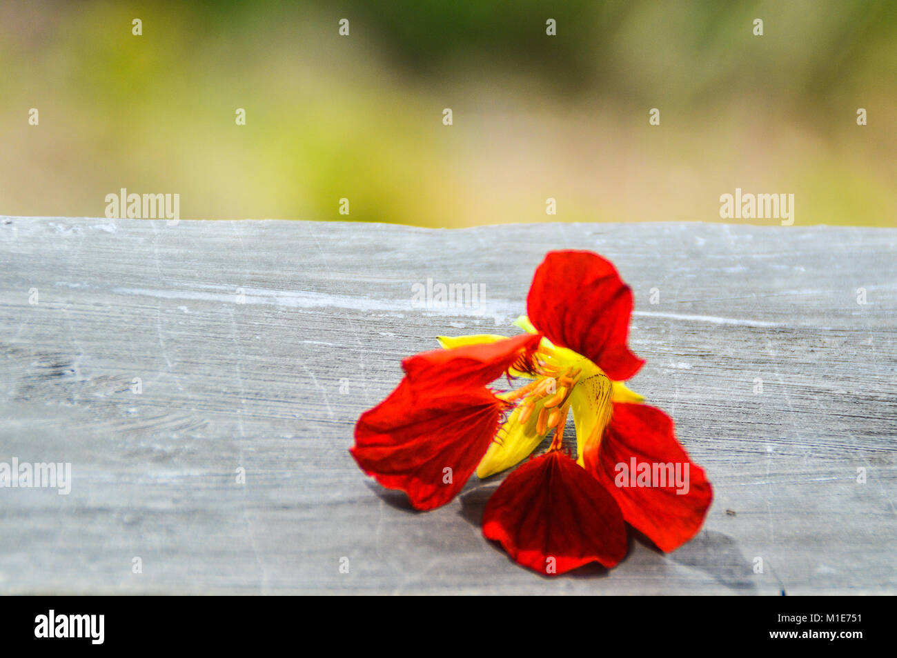 A close up of a red sweet pea flower in the natural light of day Stock ...