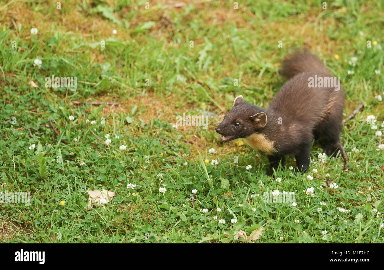 Pine marten image hi-res stock photography and images - Alamy