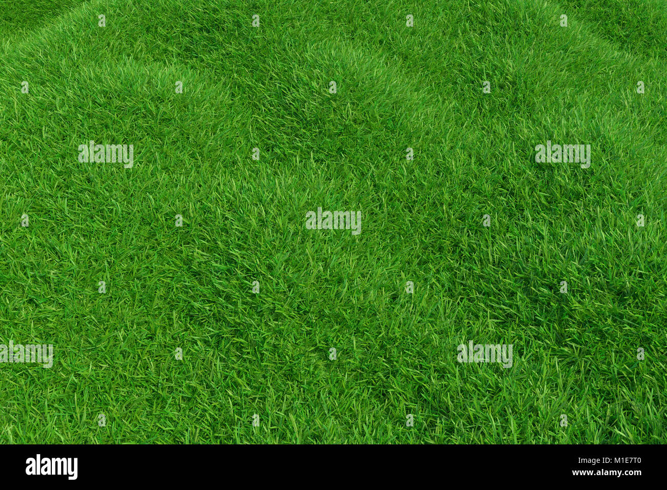 Natural grass texture pattern background. Top view grassy lawn for ...