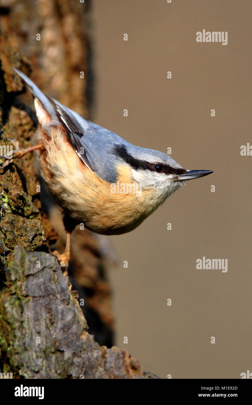 Single Nuthatch bird on a tree branch during a spring nesting period ...