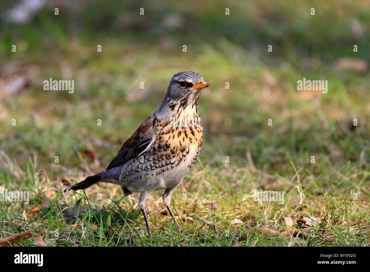 Single Fieldfare bird on grassy wetlands during a spring nesting period ...