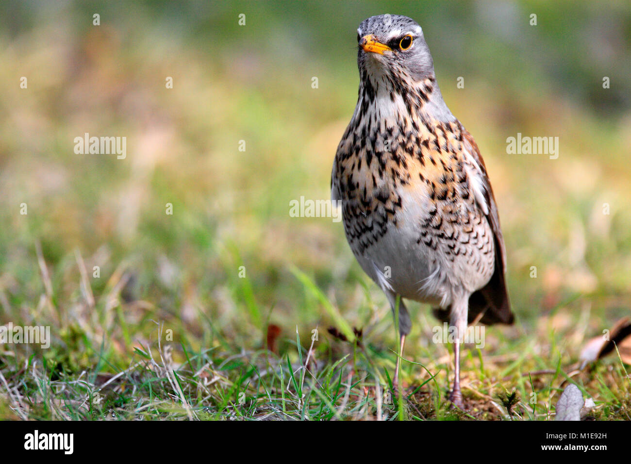 Single Fieldfare bird on grassy wetlands during a spring nesting period ...