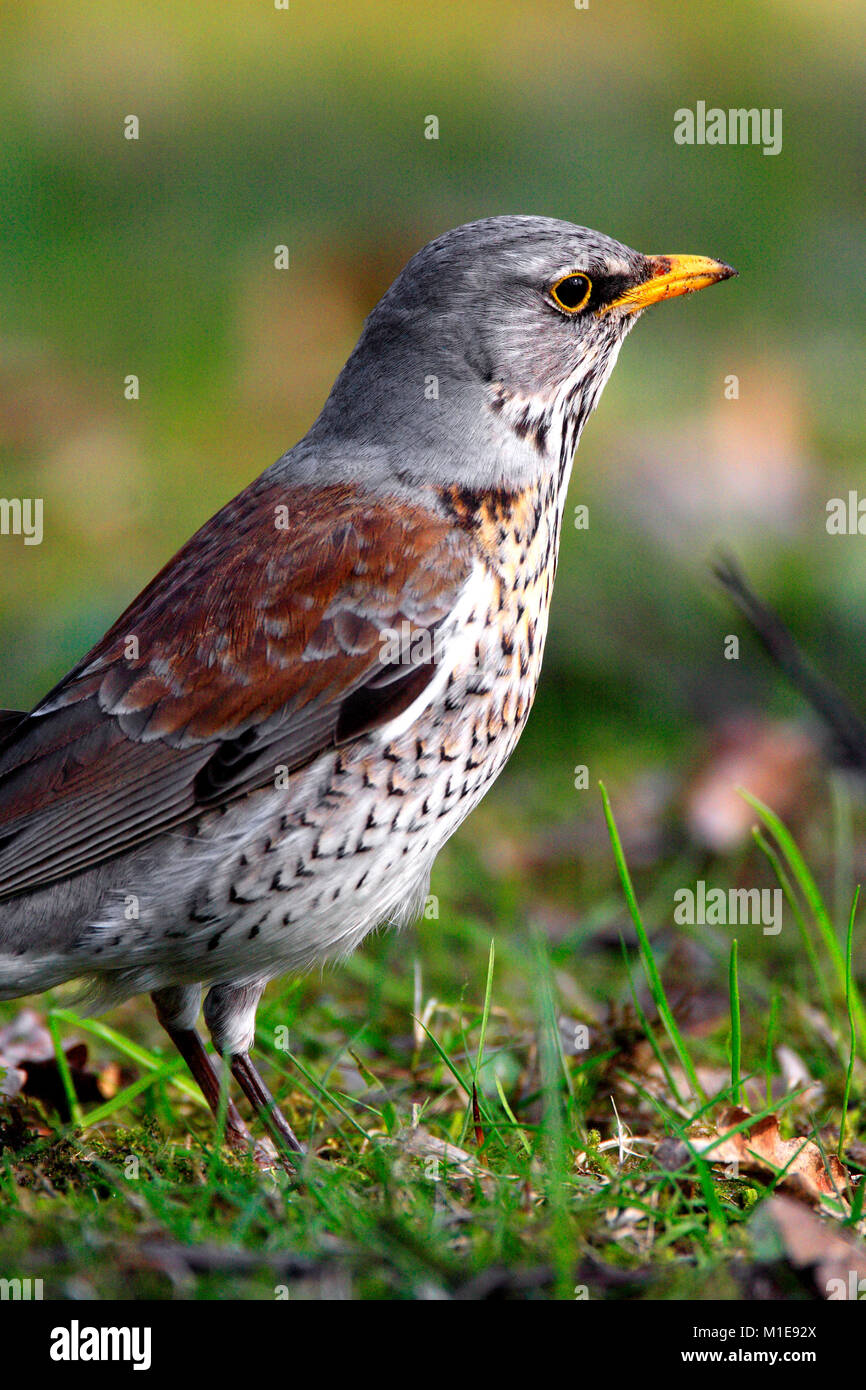 Single Fieldfare bird on grassy wetlands during a spring nesting period ...