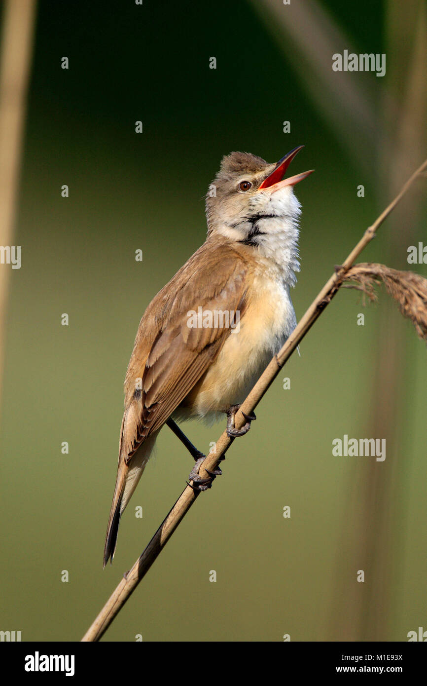 Single Great Reed Warbler on a reed stem during a spring period Stock ...