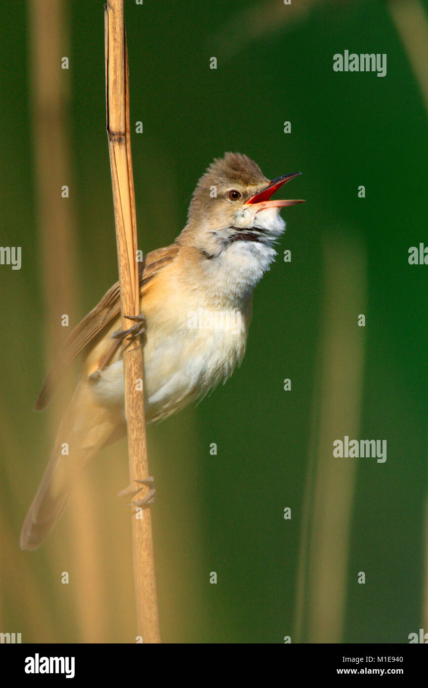 Single Great Reed Warbler on a reed stem during a spring period Stock ...