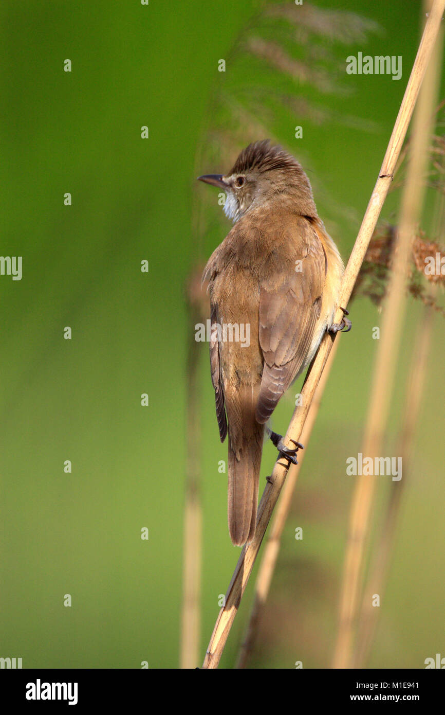 Single Great Reed Warbler on a reed stem during a spring period Stock ...