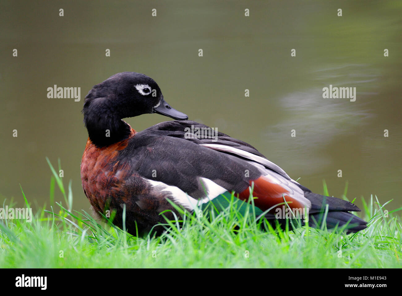 Australian moor duck hi-res stock photography and images - Alamy