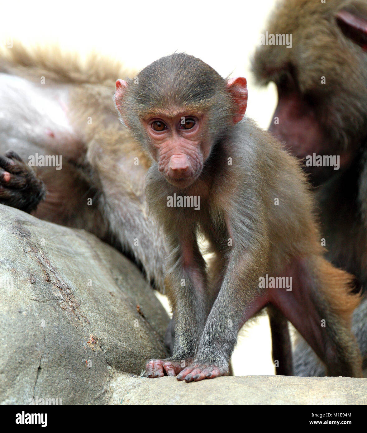 Monkey pack hi-res stock photography and images - Alamy