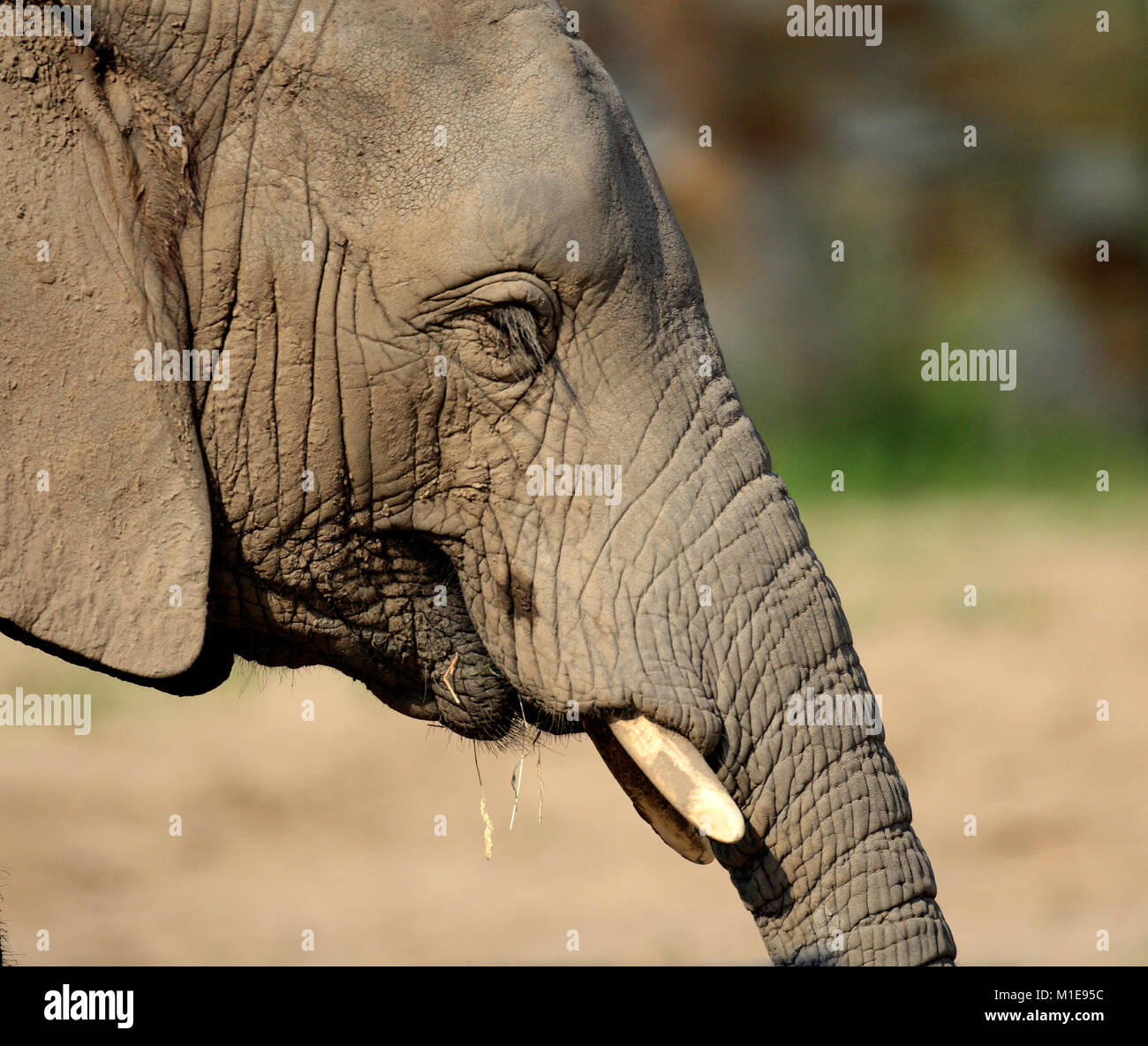 Single African Elephant in zoological garden Stock Photo - Alamy