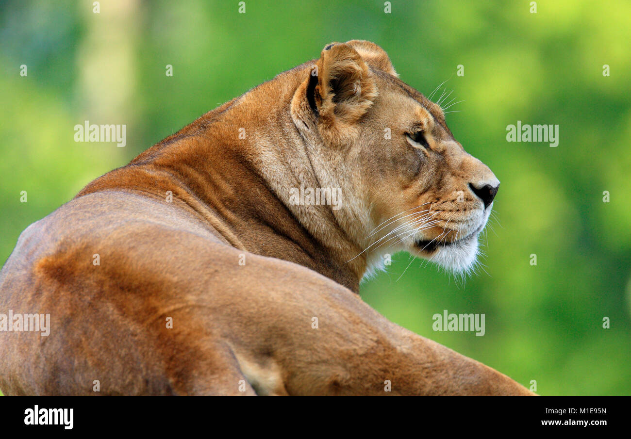 Single adult female Lion in zoological garden - Panthera leo lioness ...