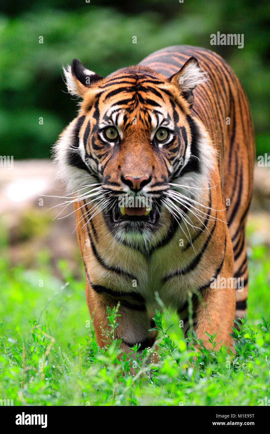 Single Sumatran Tiger in zoological garden Stock Photo - Alamy