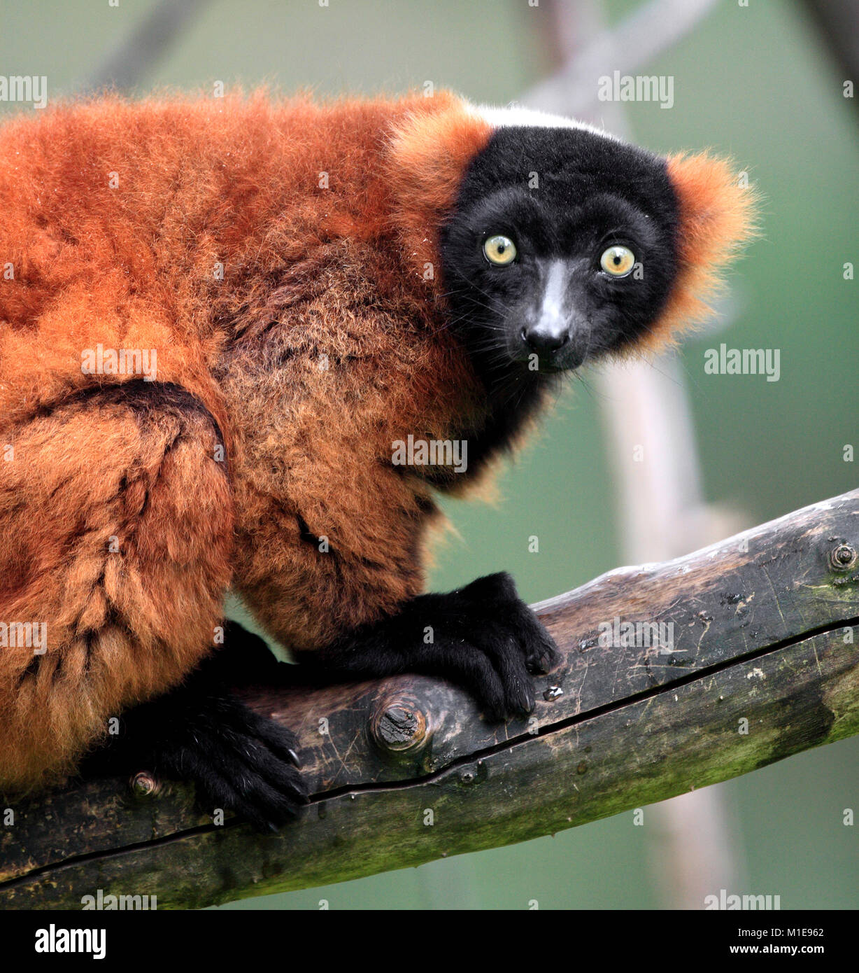 Lemur variegatus hi-res stock photography and images - Alamy